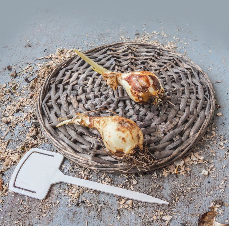 Camassia Bulbs before Planting on Table Stock Photo - Image of plant ...