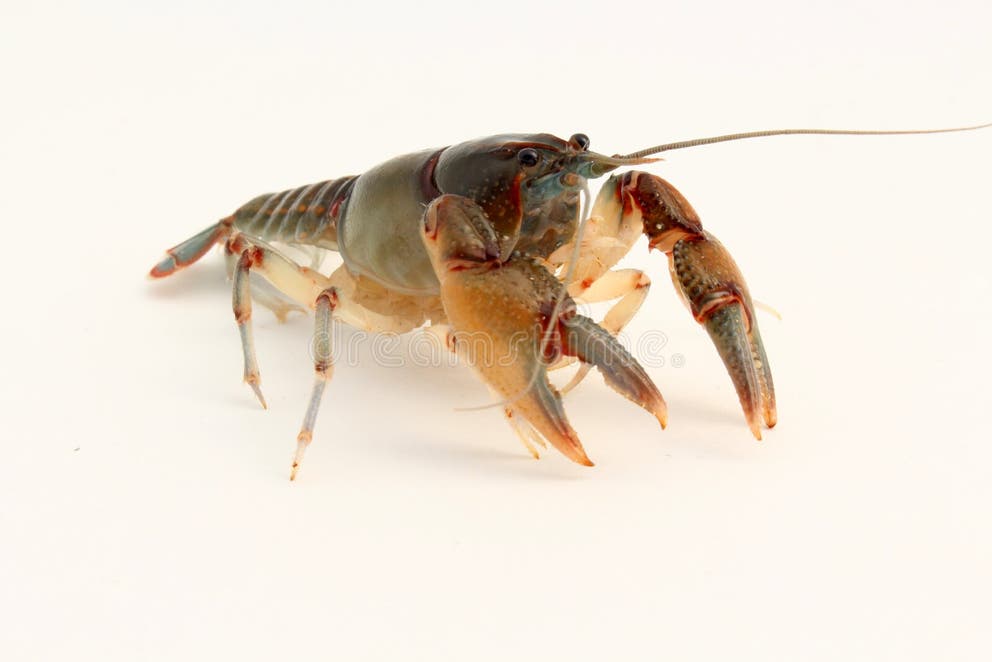 Cambarus Ludovicianus Crayfish Stock Image - Image of crayfish ...