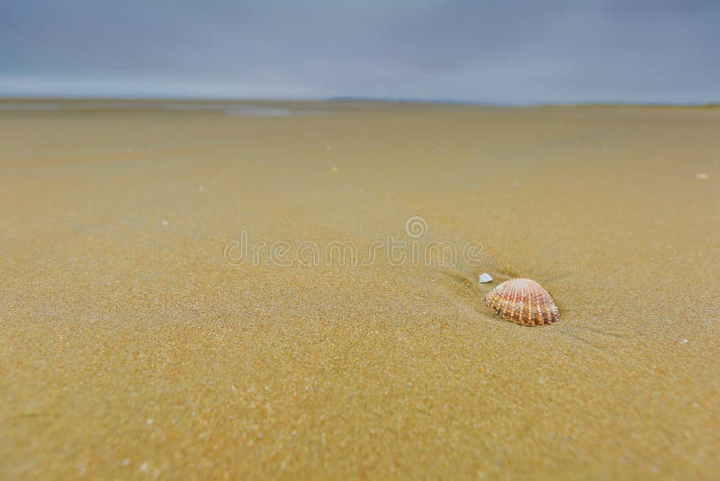 Camber Sands Beach at Low Tide Shell Stock Image - Image of seasons ...