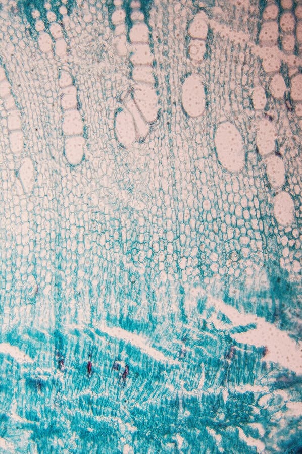 Cambial Cells- Observation Microscope Stock Photo - Image of main ...