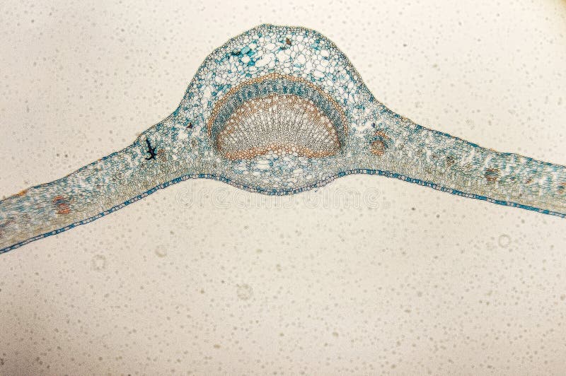 Cambial Cells- Observation Microscope Stock Photo - Image of companion ...