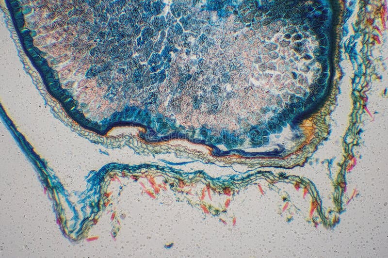 Cambial Cells- Observation Microscope Stock Photo - Image of high ...