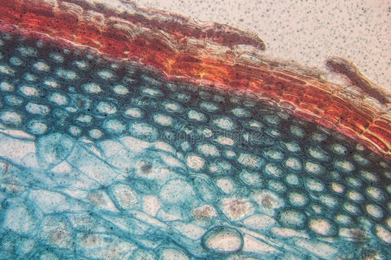 Cambial Cells- Observation Microscope Stock Photo - Image of ...