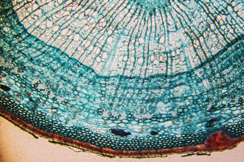 Cambial Cells- Observation Microscope Stock Image - Image of cells ...