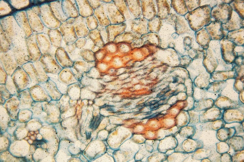 Cambial Cells- Observation Microscope Stock Image - Image of bacterium ...