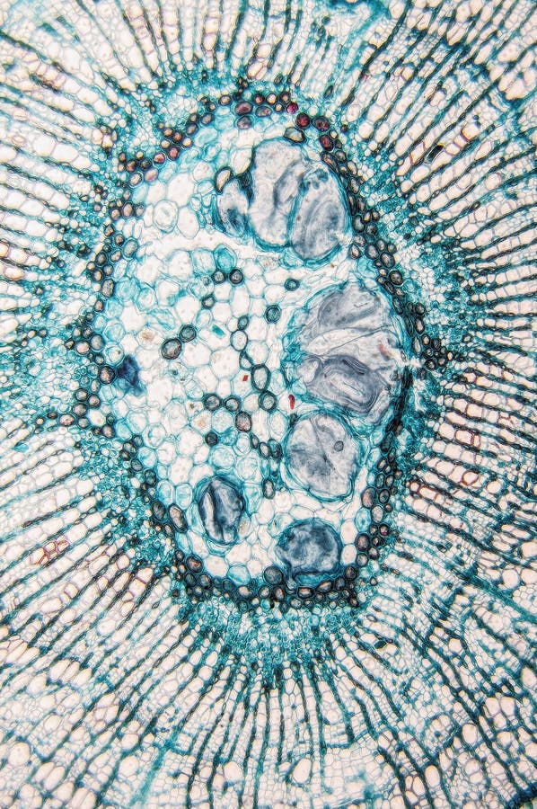 Cambial Cells- Observation Microscope Stock Photo - Image of epidermis ...