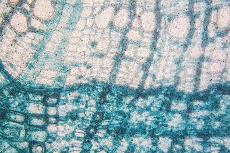 Cambial Cells- Observation Microscope Stock Image - Image of complex ...