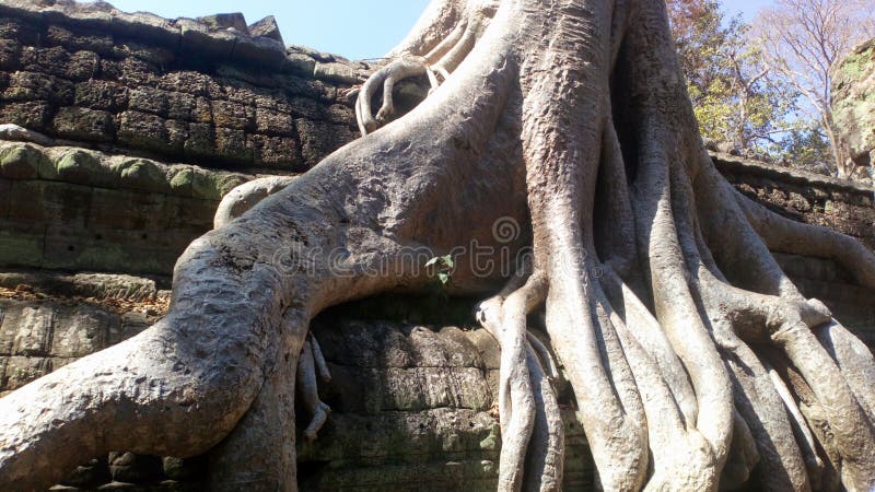 Cambodia Angkor Clinging Tree Stock Image - Image of wildlife, plant ...