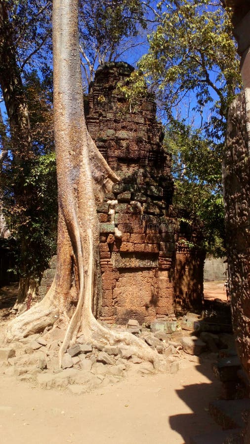 Angkor Wat tree roots 1 stock image. Image of roots - 222885821