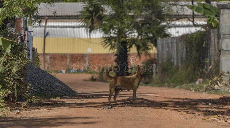 Cambodia Countryside in January Sunny Day Stock Image - Image of ...