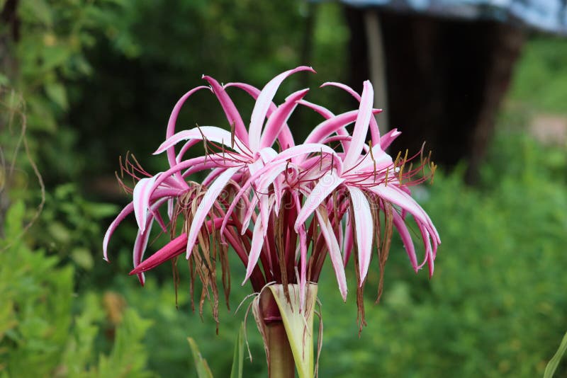 Cambodia Crinum Asiaticum Siem Reap Province Stock Image Image Of Brassicales Admire 253866425