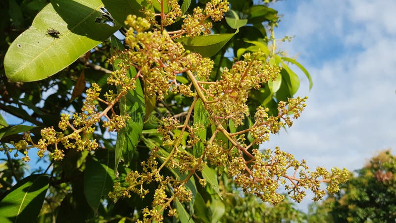 Cambodia. Mango Blooms. Siem Reap Province. Stock Image - Image of ...