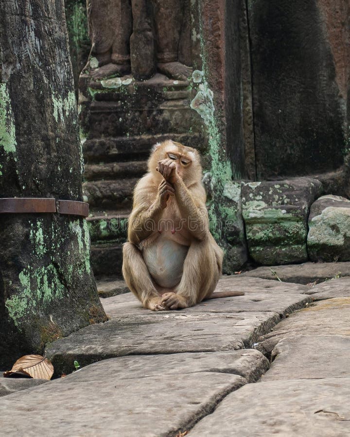 Cambodia, monkey stock image. Image of macaque, eating - 209426189