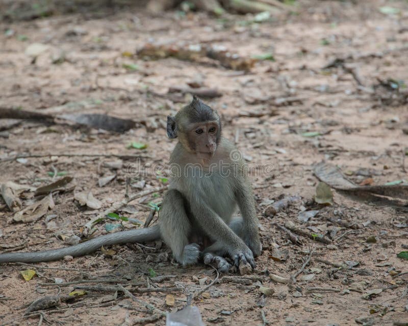 Cambodia, monkey stock photo. Image of monkey, animal - 211600334