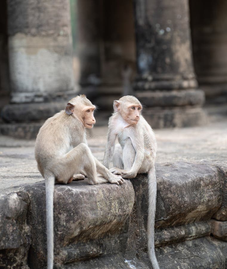 Cambodia Monkeys at Temple in Angkor Complex Cambodia Stock Image ...