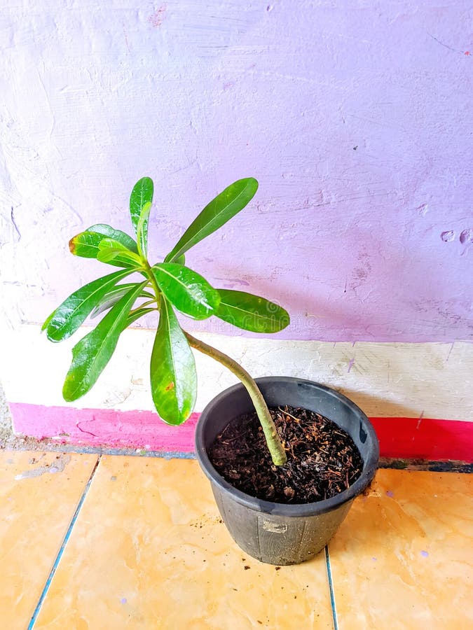 Cambodia, or Semboja is a Group of Plants in the Genus Plumeria. it is ...