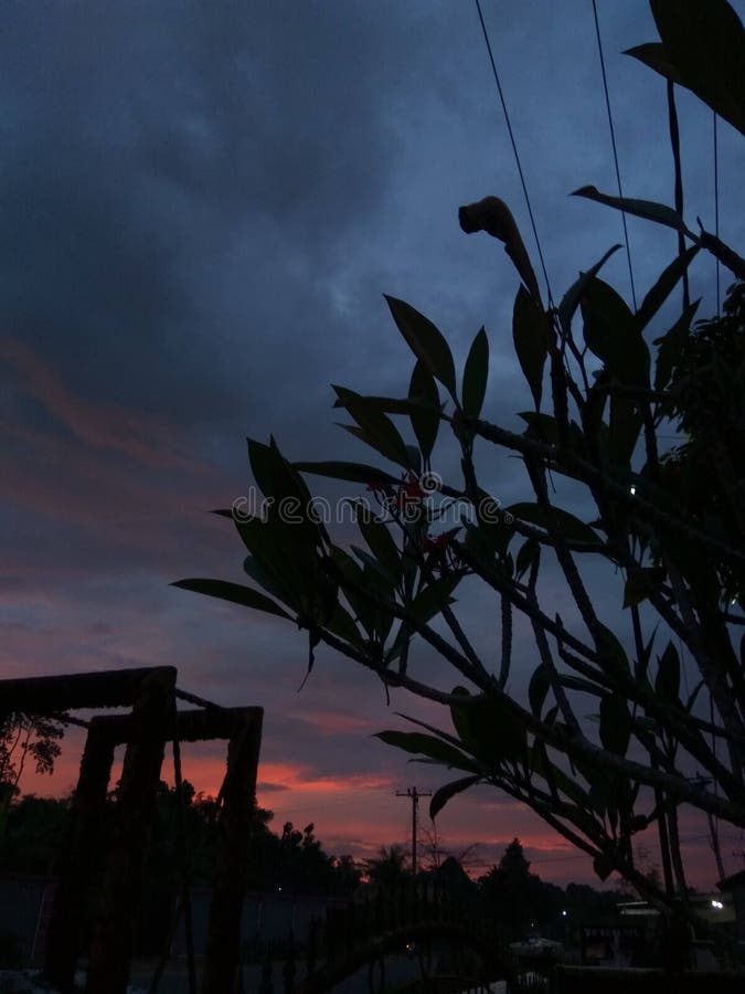 Cambodia Tree in My Village Stock Image - Image of horizon, nature ...