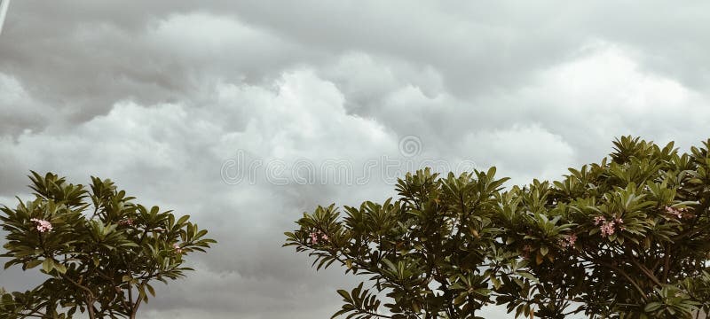 The Cambodia Tree Stands with a Black Cloud of Cloud Billowing Stock ...