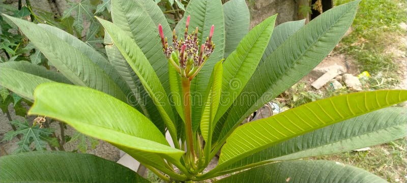 Cambodian Bali Flowers are Berbunga Stock Photo - Image of berbunga ...