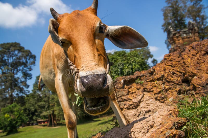 Cambodian Cow stock photo. Image of stone, animal, cambodia - 36672880