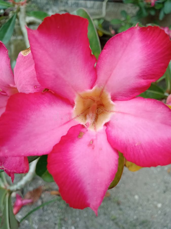 Cambodian flower in bloom stock photo. Image of lily - 274989268