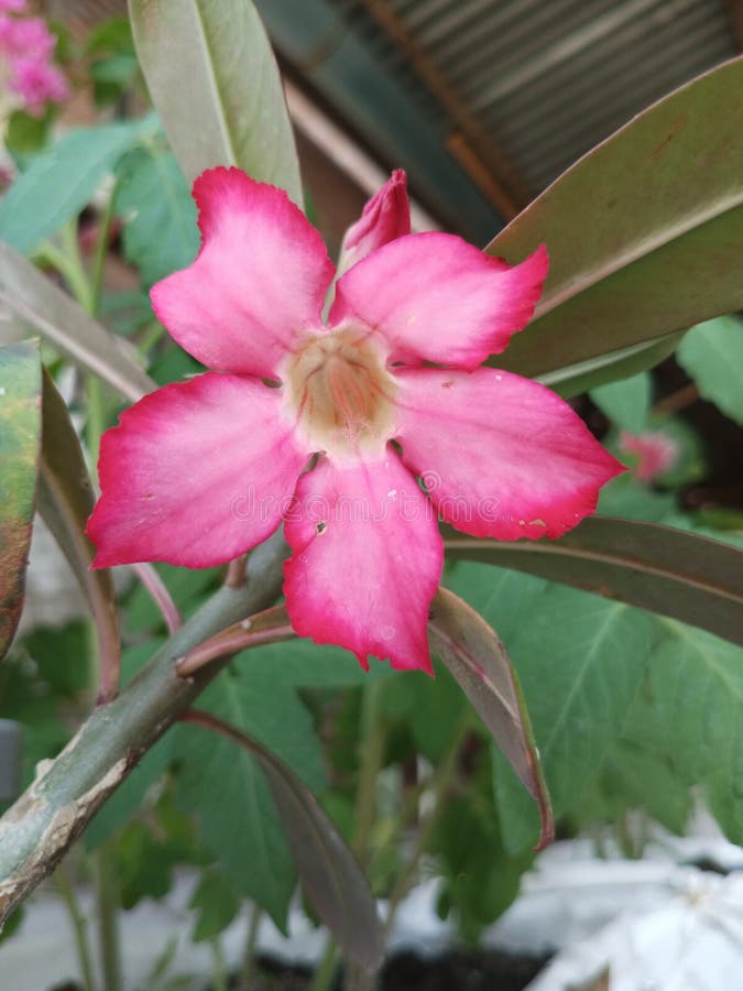 Cambodian Flowers are Medium Stock Photo - Image of flowers, cambodian ...