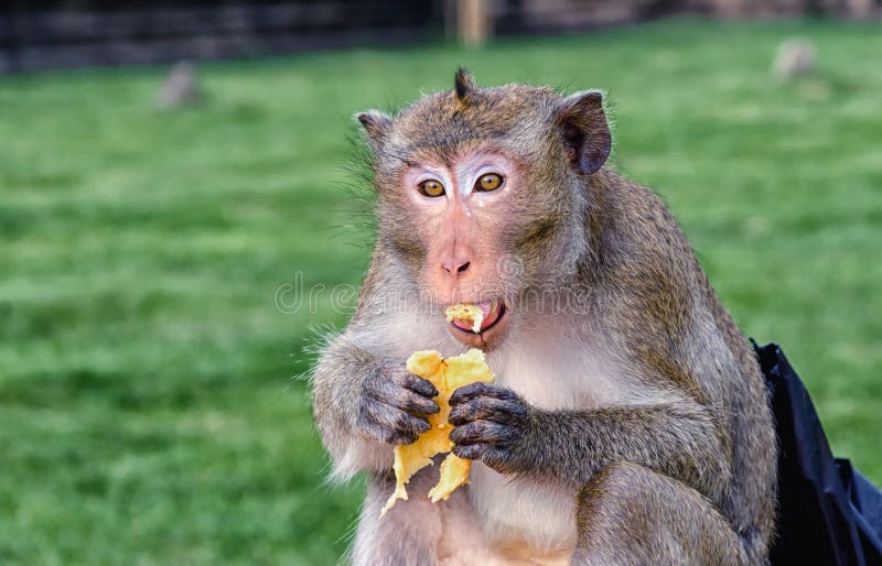 Cambodian Long-tail Monkey in Siemreap Stock Image - Image of macaques ...