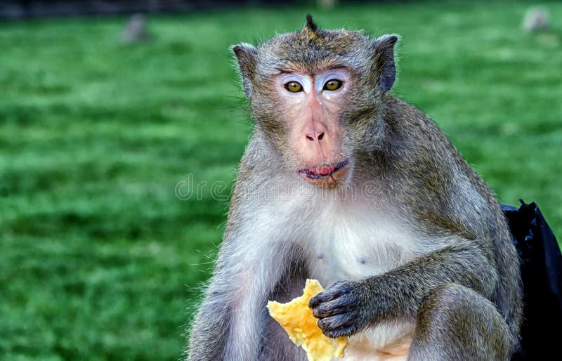 Cambodian Long-tail Monkey in Siemreap Stock Image - Image of life ...