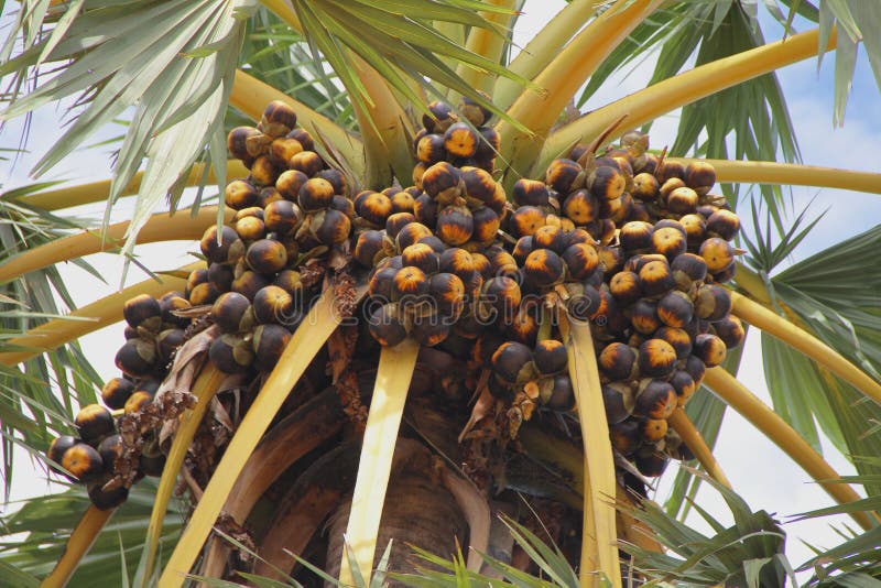 Cambodian Palm Tree stock image. Image of leaf, equipment - 14958871