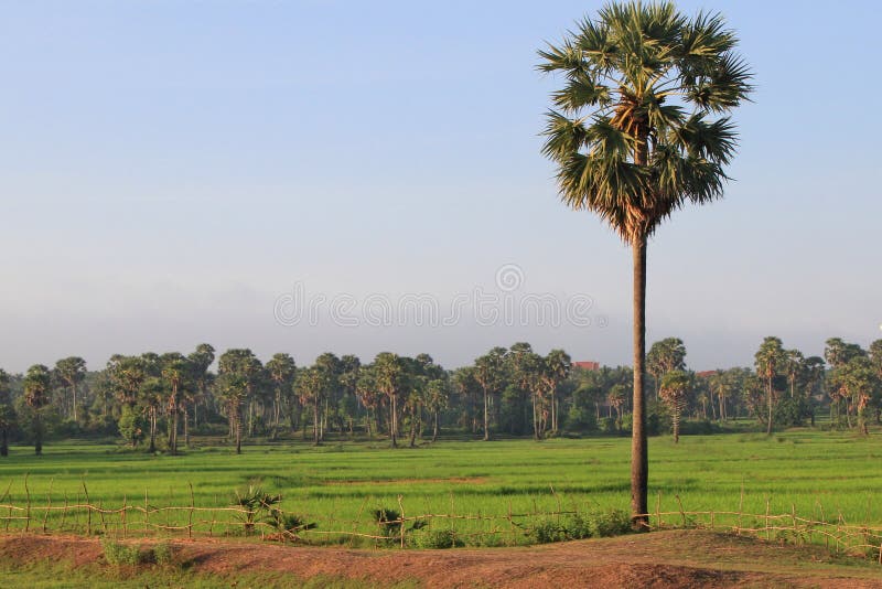 Cambodian Palm Tree stock image. Image of traditional - 15092081