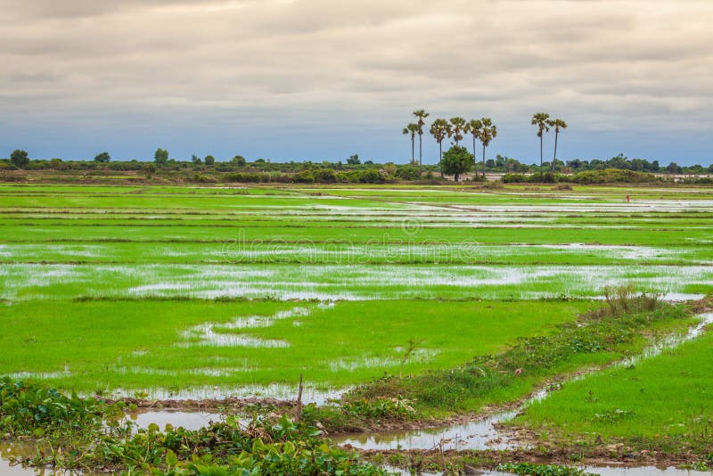 Cambodian rice fields stock image. Image of farm, luang - 53592781