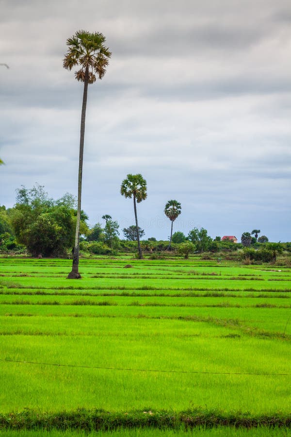 Cambodian rice fields stock photo. Image of green, food - 53592952