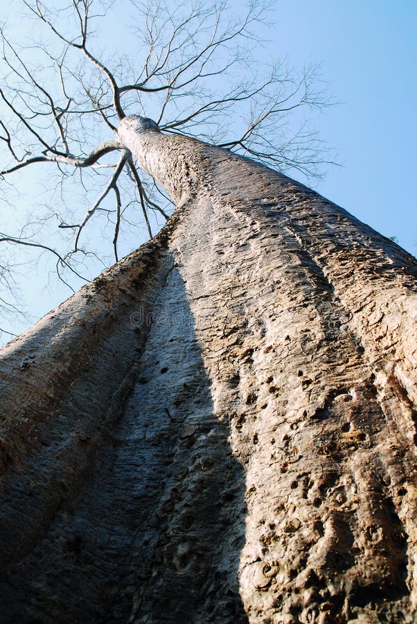 Cambodian tree stock image. Image of nature, bough, wood - 4525215
