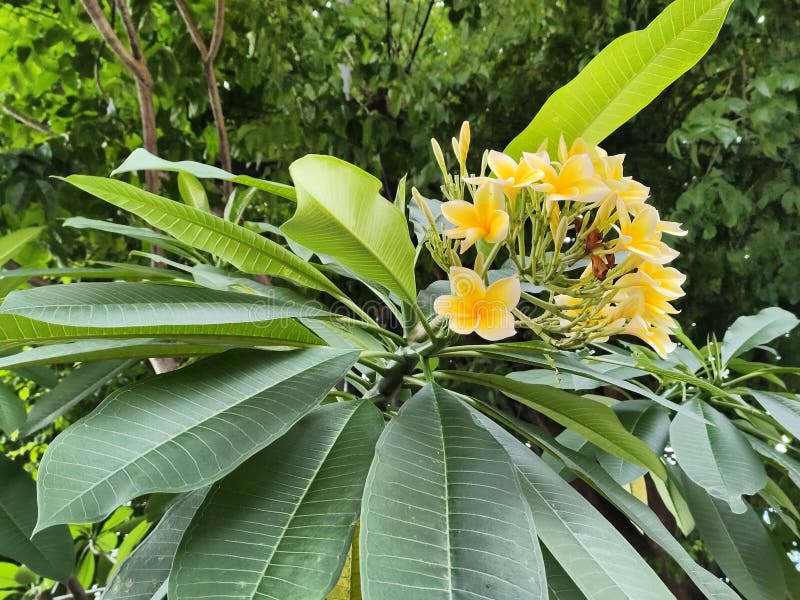 Cambodian Tree Flowers in Front of the Building Stock Image - Image of ...