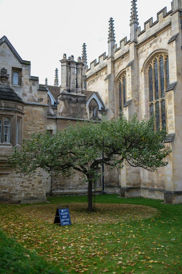 Cambridge, UK 16 Oct 2024 - Newtons Apple Tree Outside Trinity College ...