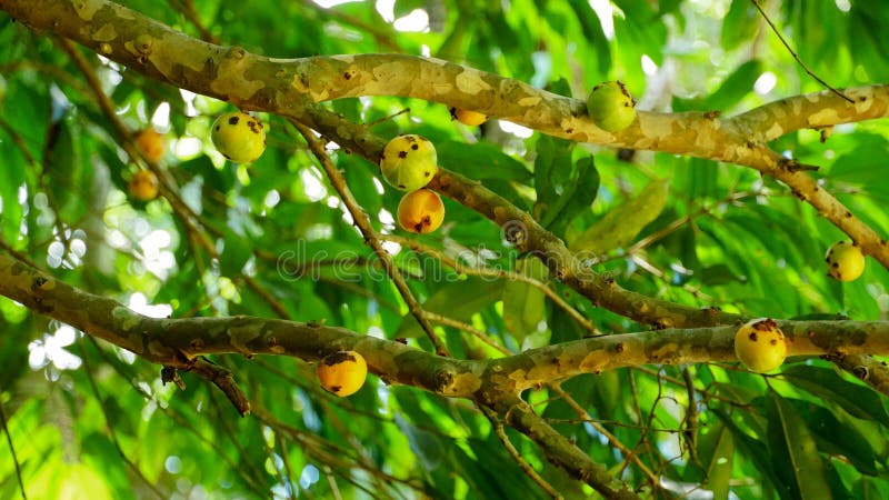 Cambucá, Fruit from the Atlantic Forest Stock Image - Image of fruit ...