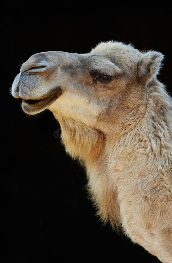 Front Face Arabian Camel Head Close-Up Stock Photo - Image of arab ...