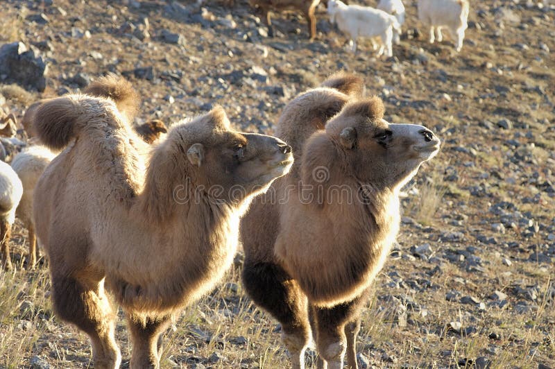 Camel stock image. Image of migrate, rocky, travel, sheep - 10458847