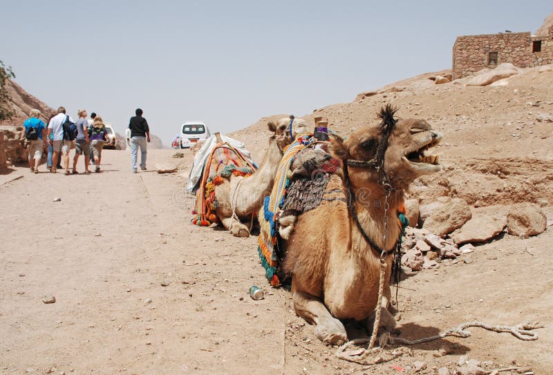 Camel. stock image. Image of sharm, camel, africa, creature - 10576933
