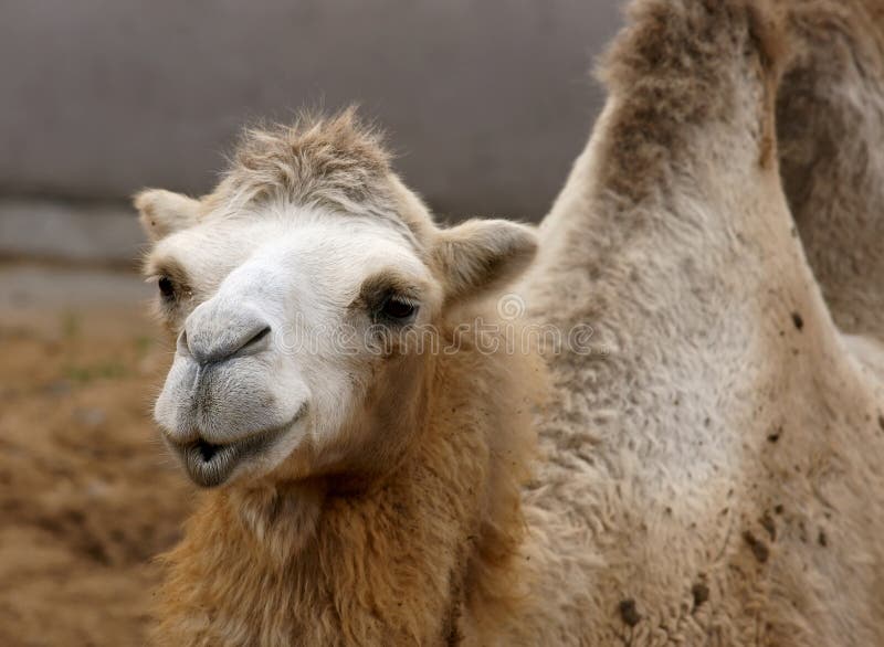 Front Face Arabian Camel Head Close-Up Stock Photo - Image of arab ...