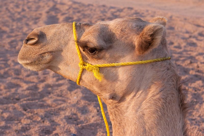Camel stock photo. Image of yellow, rope, asia, head - 11391278