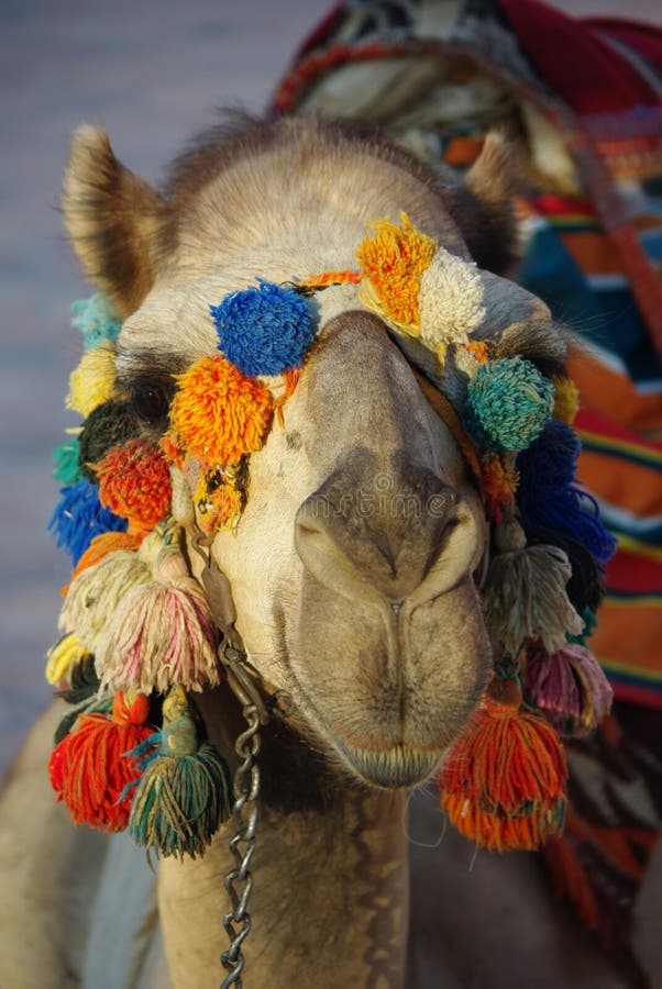 Camel stock photo. Image of mouth, close, exotic, harness - 11551788