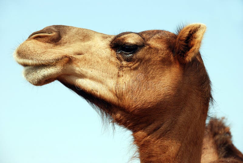 Camel stock image. Image of eyelid, camel, ears, head - 11679533