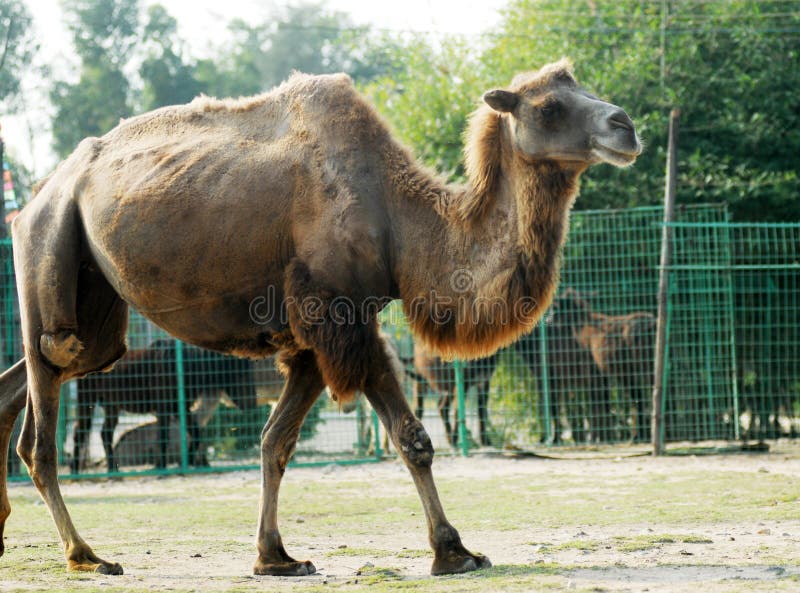 Asian Camel Toes Stock Photos - Free & Royalty-Free Stock Photos from ...