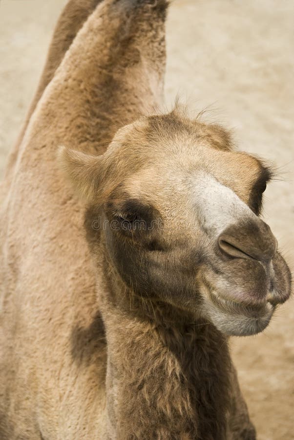 Growing rice stock photo. Image of eared, leaf, farming - 10770280