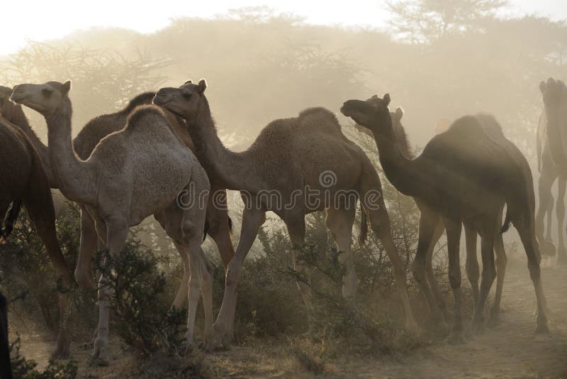 Camel stock image. Image of cute, wild, outdoor, animal - 12213335