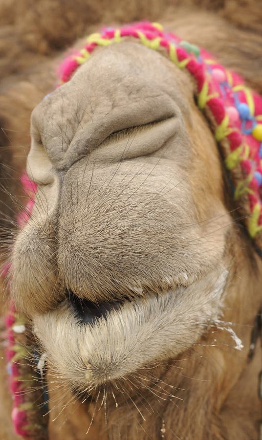 Camel stock photo. Image of head, conventional, dromedary - 12256042