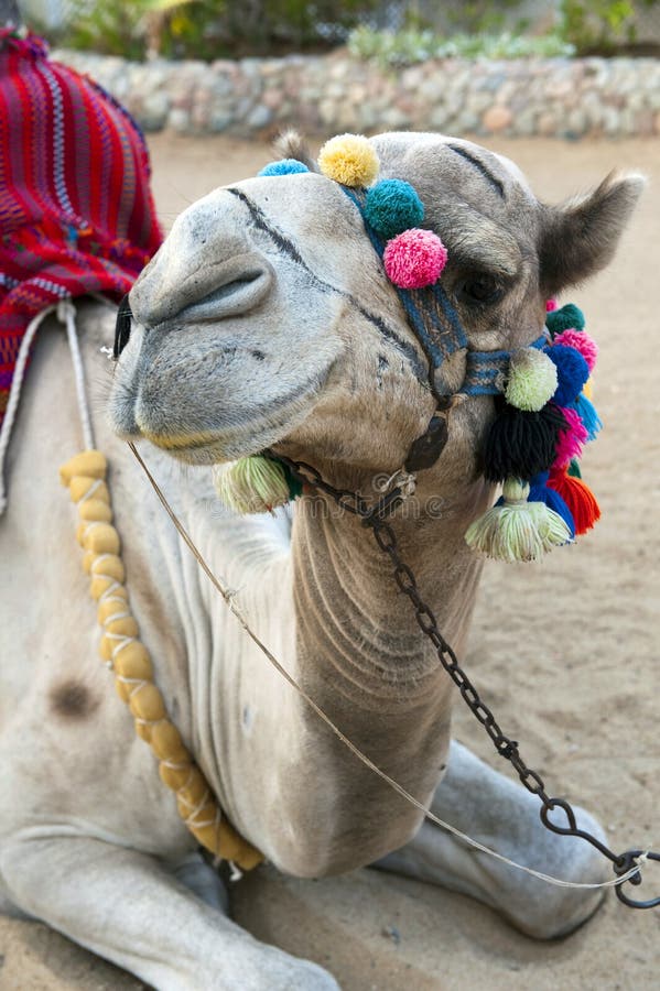 Camel stock photo. Image of chain, dromedary, arabia - 13035074