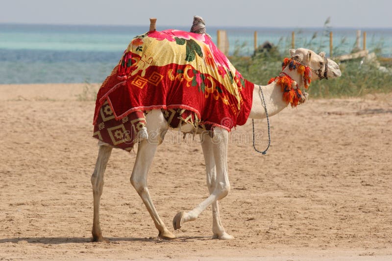 Camel stock image. Image of travel, exotic, sahara, bedouin - 13078567