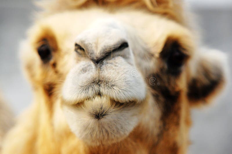 Front Face Arabian Camel Head Close-Up Stock Photo - Image of arab ...